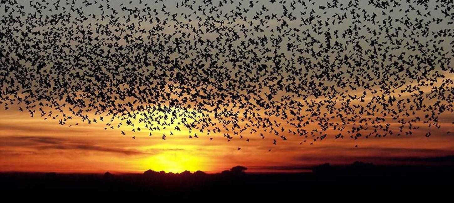 Sort Sol i Tøndermarsken | VisitSønderjylland