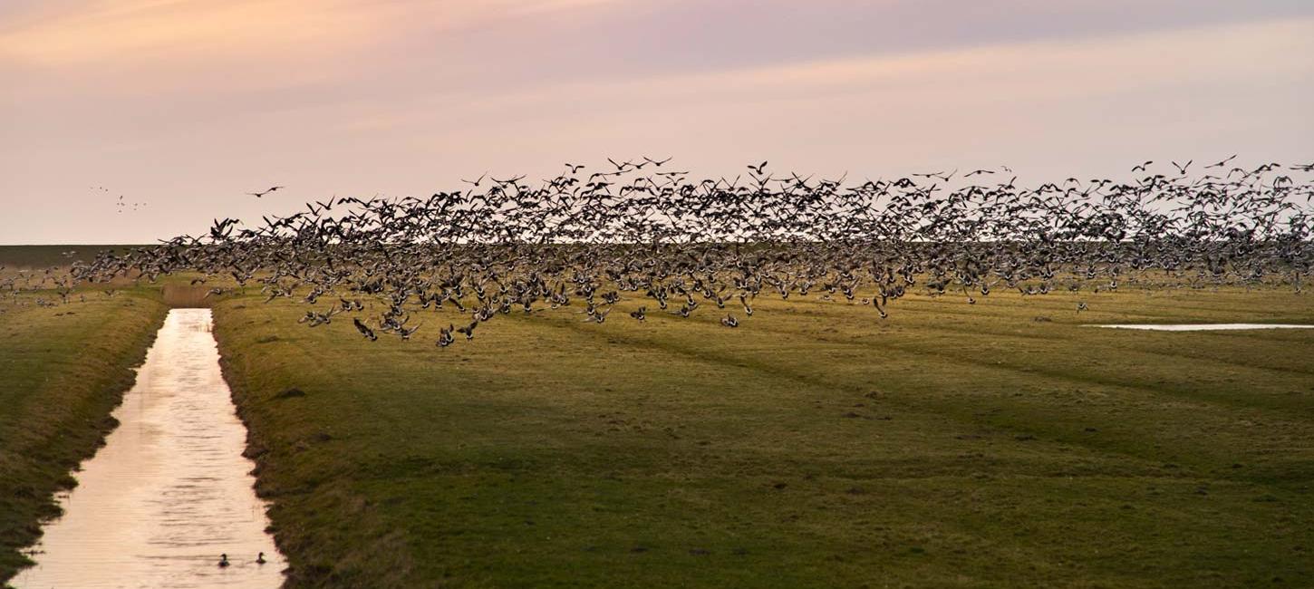 Sort Sol i Sønderjylland