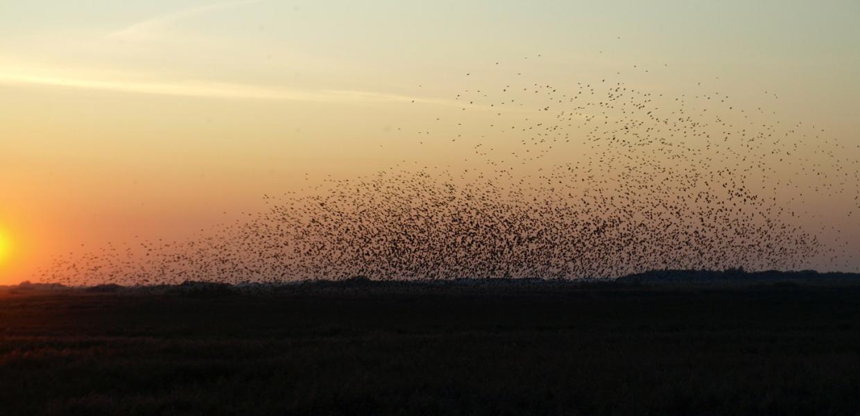 Sort Sol i Sønderjylland