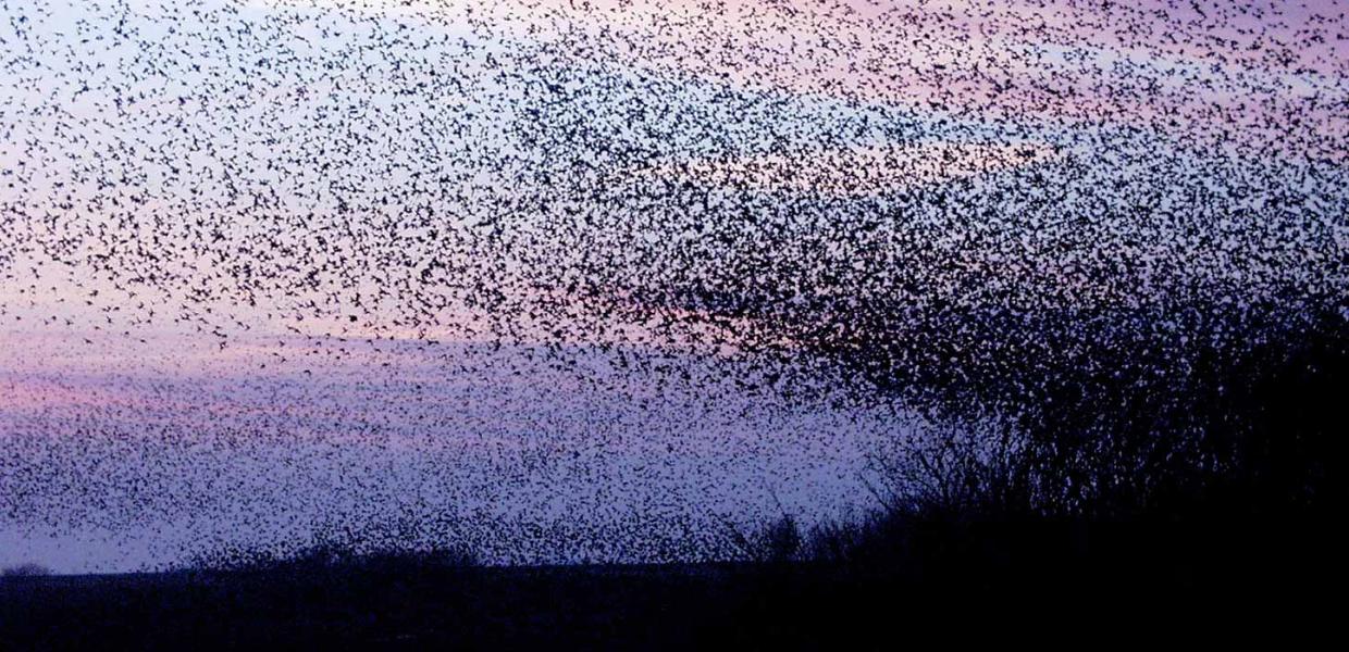 Sort Sol i Sønderjylland